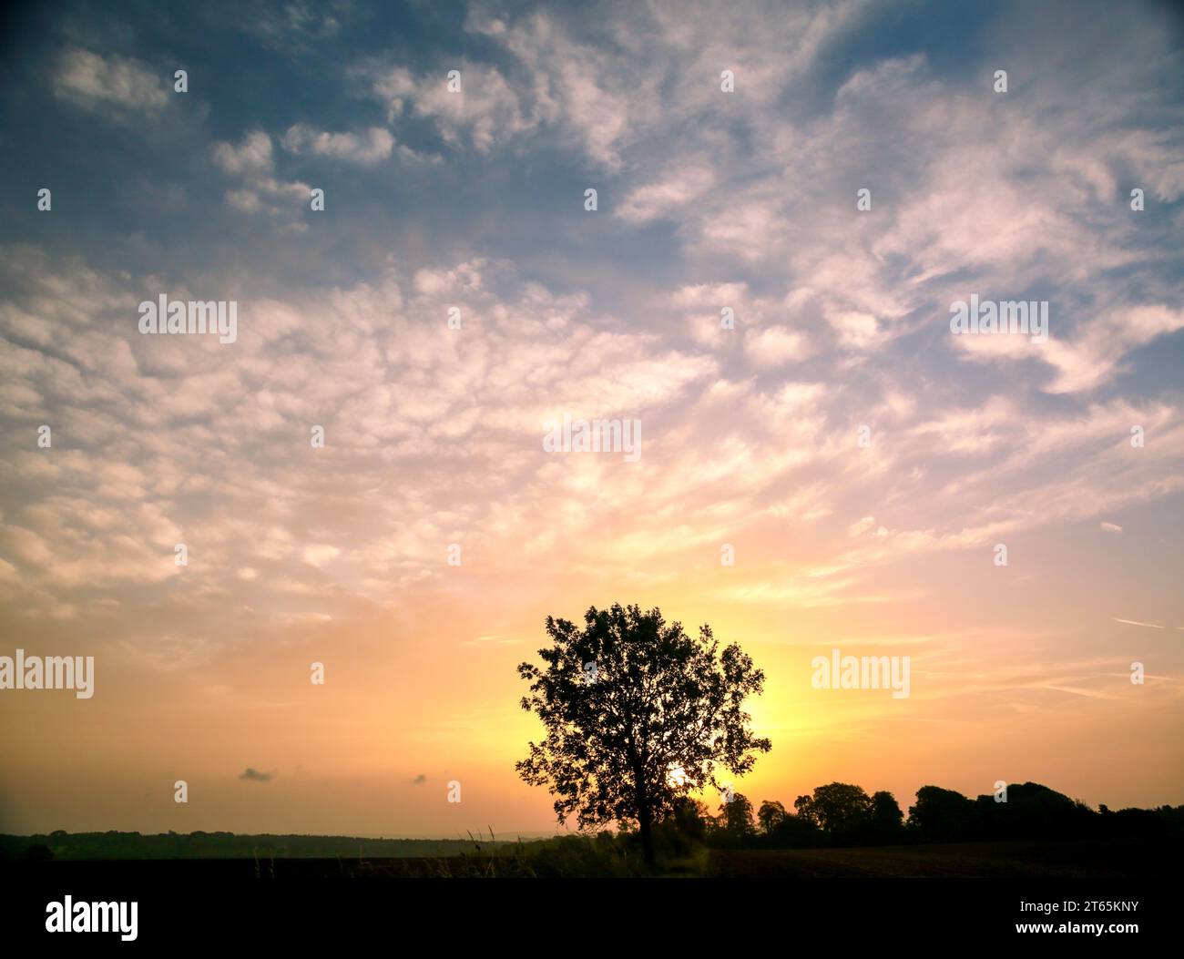 tree silhouette sunrise Stock Photo - Alamy