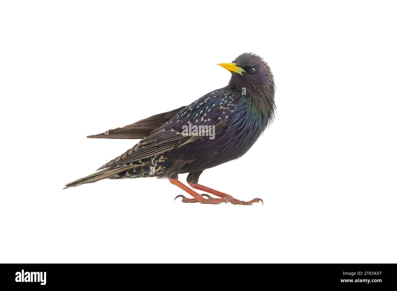 starling isolated on white background Stock Photo - Alamy