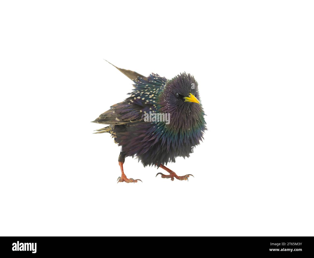 starling isolated on white background Stock Photo - Alamy