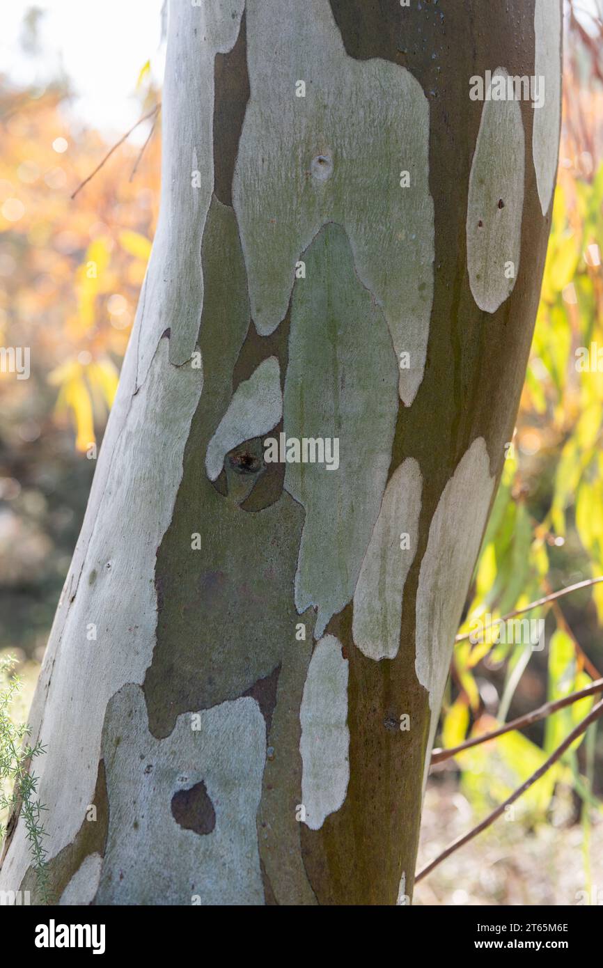 Closeup of the multicolored, mottled peeling bark of a Eucalyptus tree ...