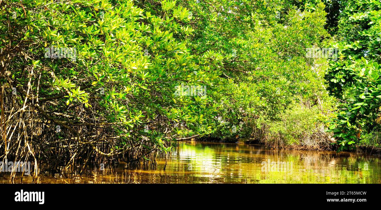 Mangrove tree over and under water surface, green foliage above ...