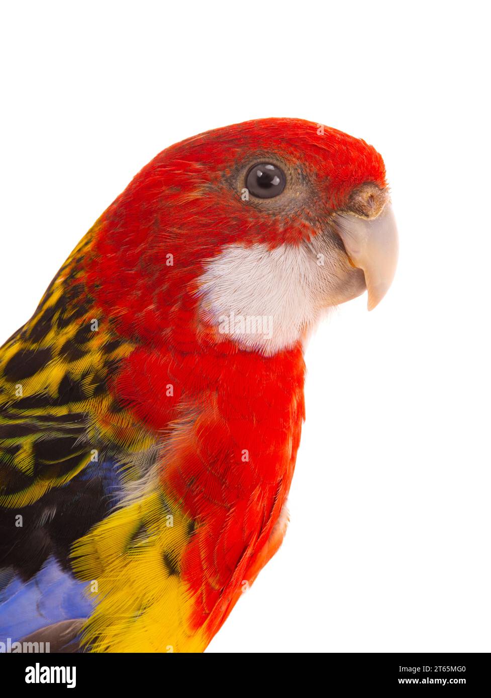 portrait parrot rosella isolated on white background Stock Photo - Alamy