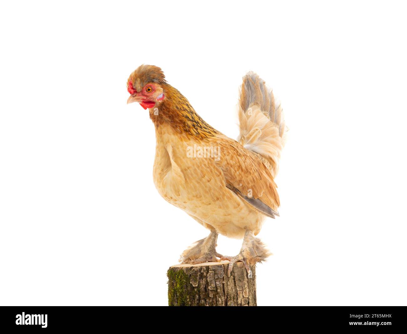 chicken standing on a stump isolated on white background Stock Photo ...