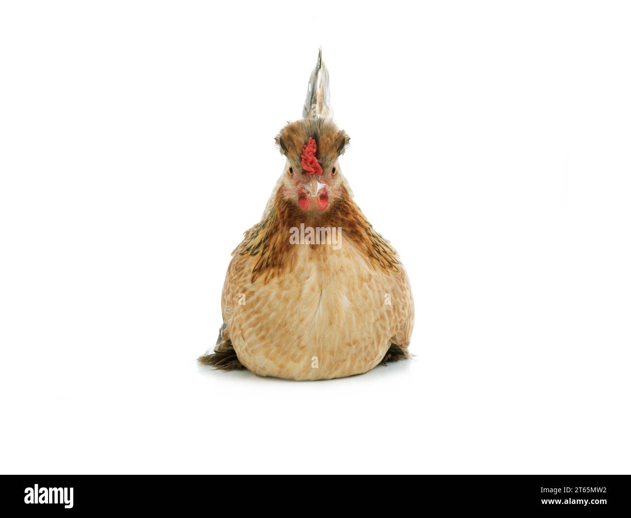 Chicken breed Cut Out Stock Images & Pictures - Alamy