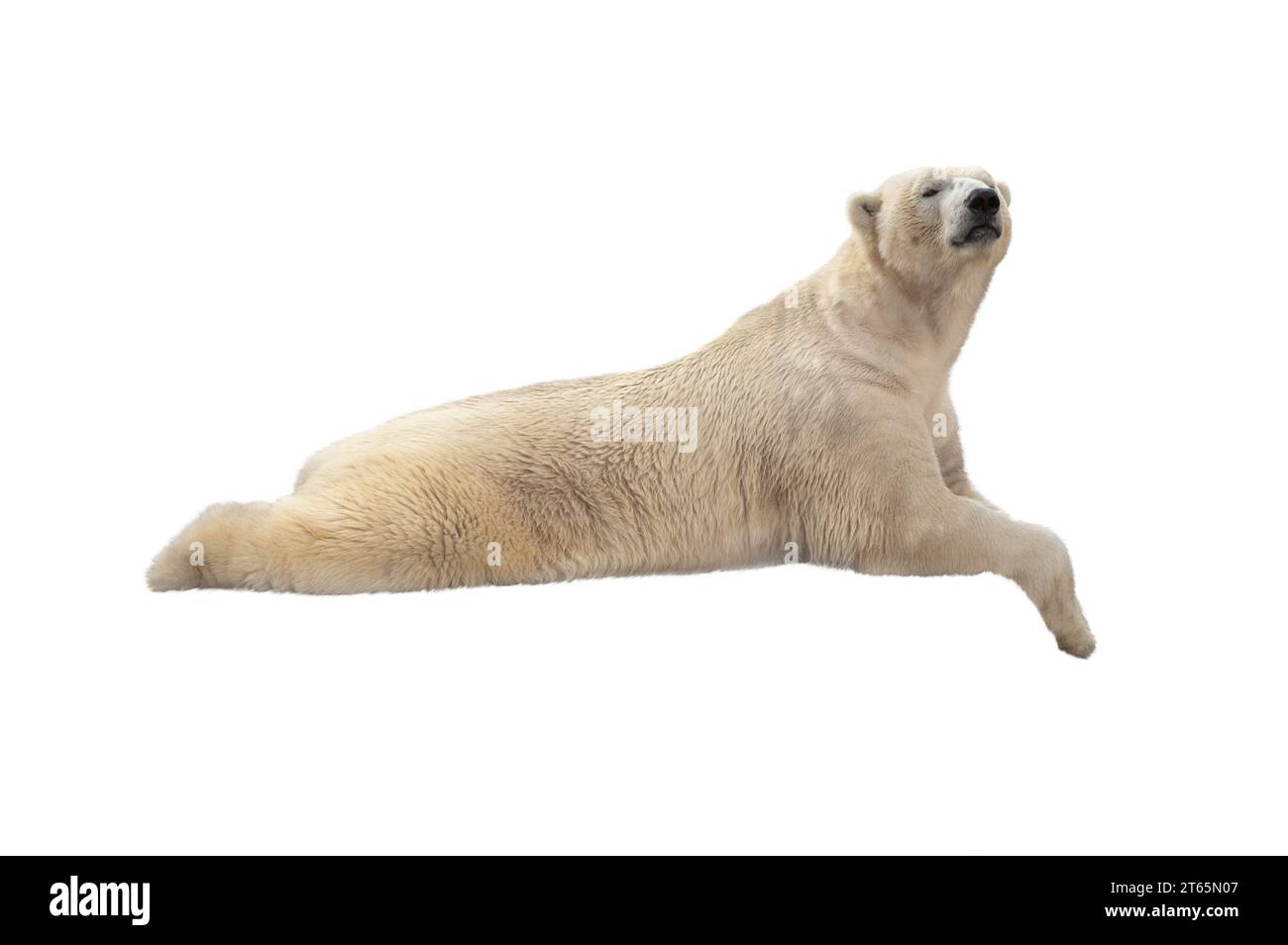 polar bear lies isolated on white background Stock Photo - Alamy