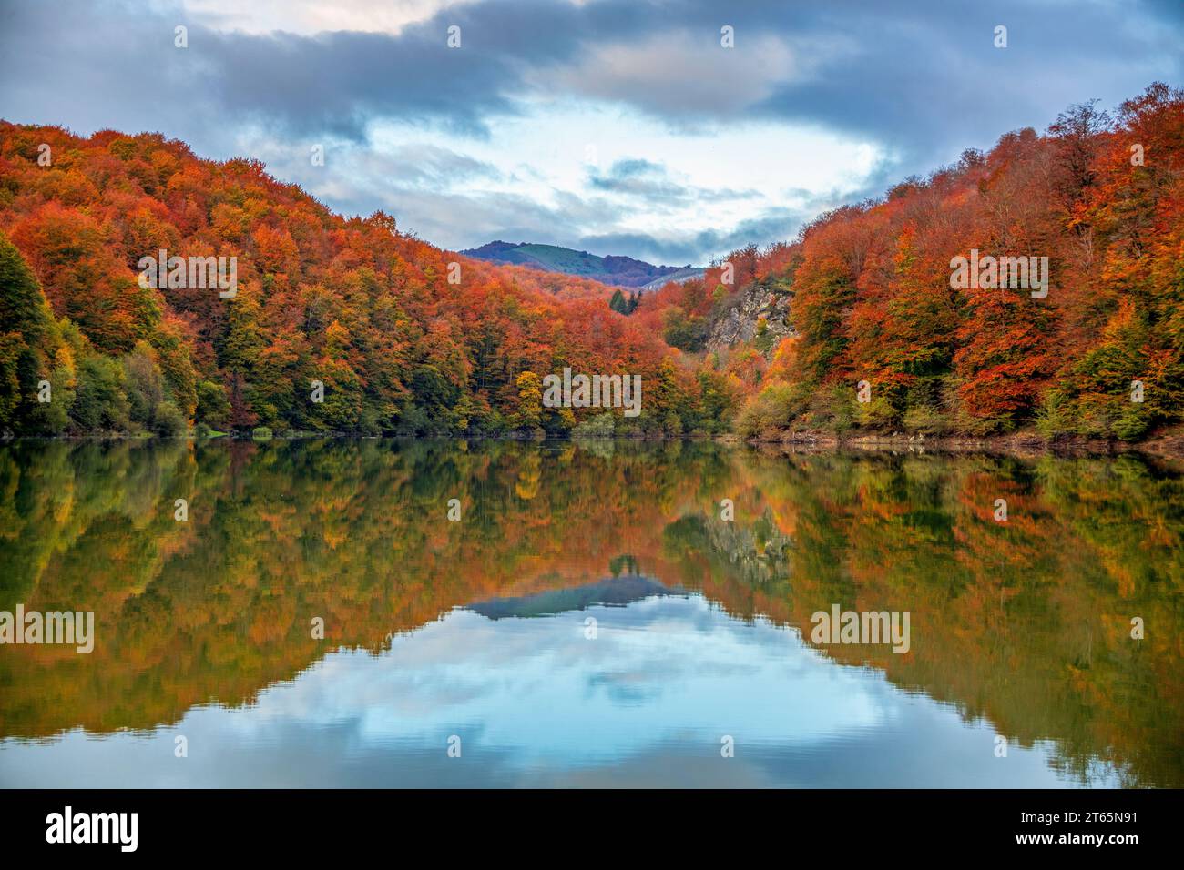 Beautiful beech and fir forest in autumn reflected in the water of a ...