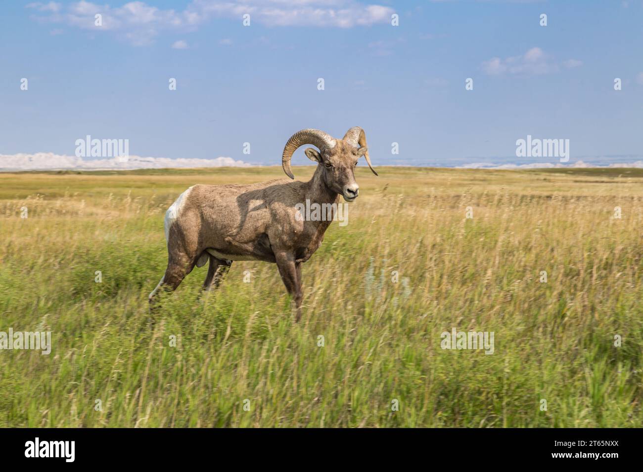 Bighorn Sheep (Ovis canadensis) in a grassy prairie at the Badlands ...