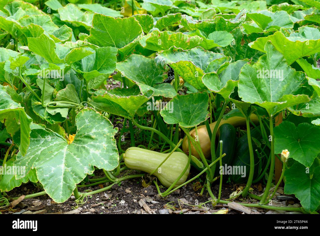 Open air plantation of ripe courgette zucchini vegetables ready to ...
