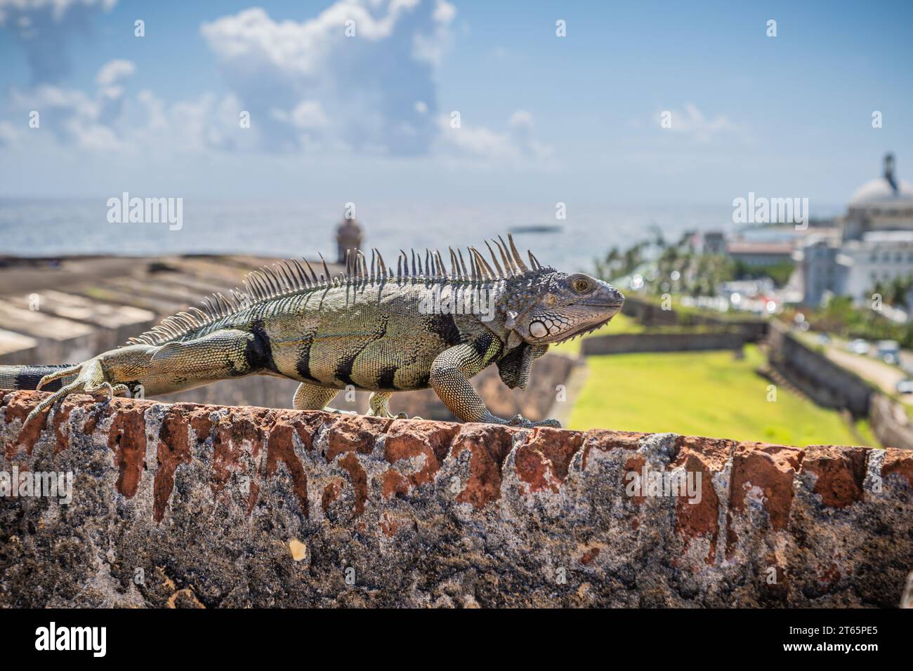 Iguana walking on a brick and stone wall of the Castillo San Cristobal ...
