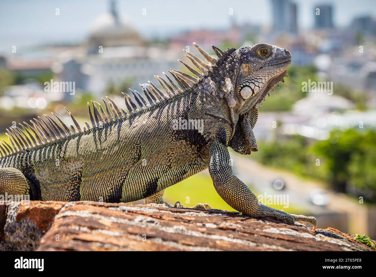 Iguana basking on a brick and stone wall of the Castillo San Cristobal ...