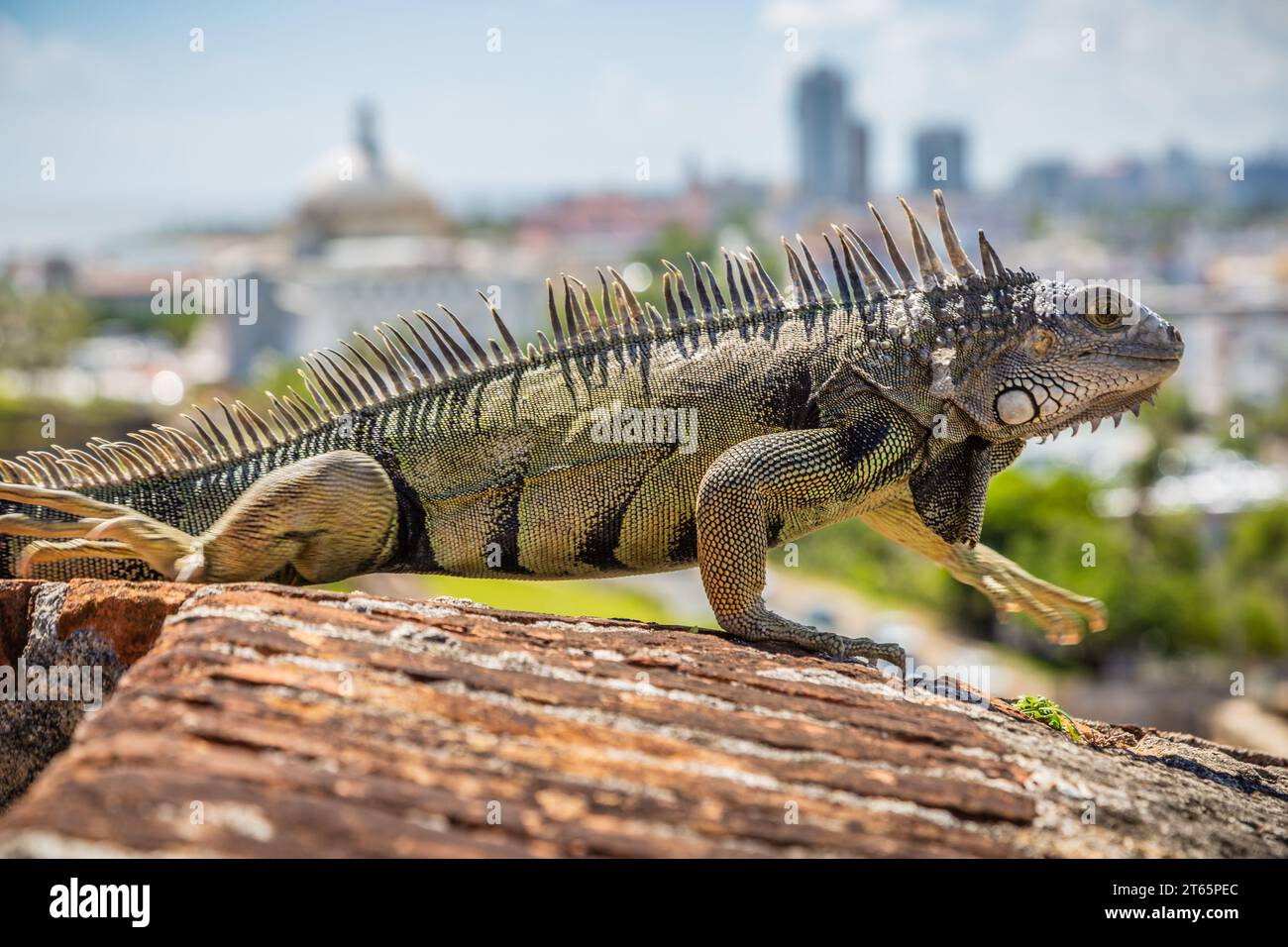 Iguana walking on a brick and stone wall of the Castillo San Cristobal ...