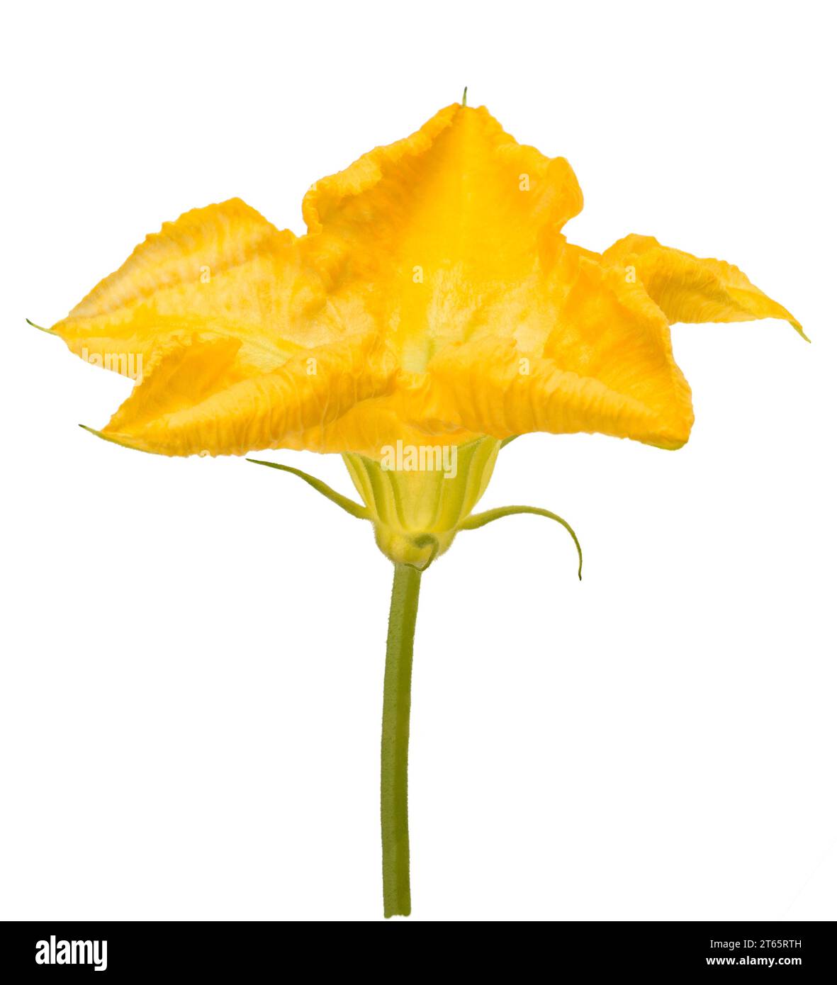 Pumpkin squash blossoms hi-res stock photography and images - Alamy