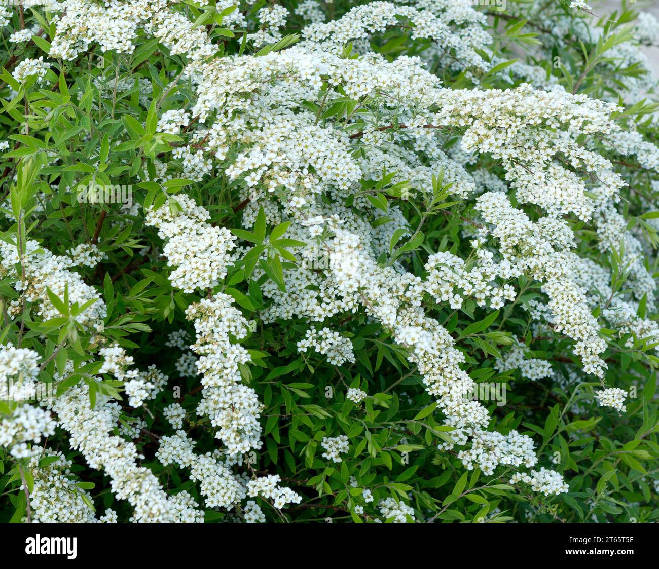 Spirea spring hi-res stock photography and images - Alamy
