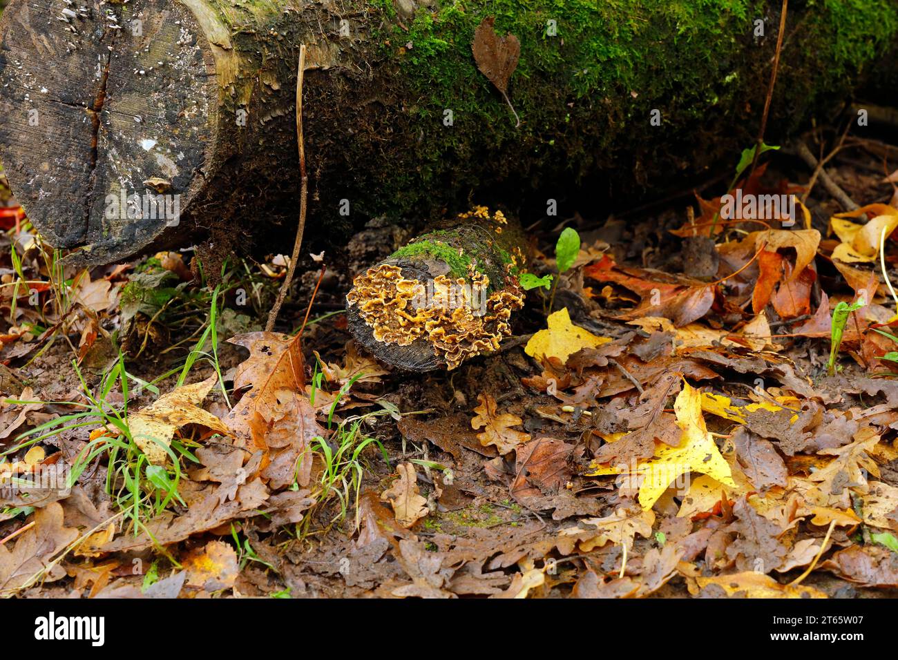 Autumn scene at Parc Cefn Onn,/ Cefn Onn Country Park, Lisvane, near ...