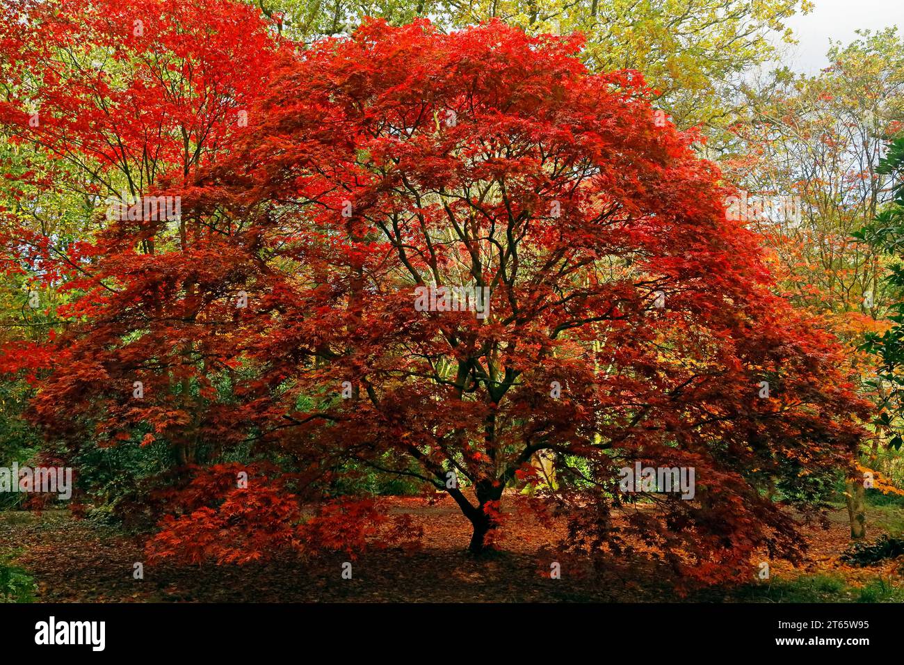 Autumn scene at Parc Cefn Onn,/ Cefn Onn Country Park, Lisvane, near ...