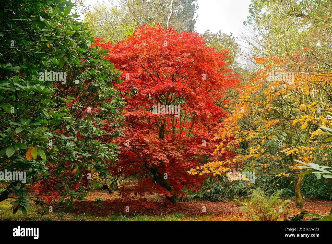 Autumn scene at Parc Cefn Onn,/ Cefn Onn Country Park, Lisvane, near ...