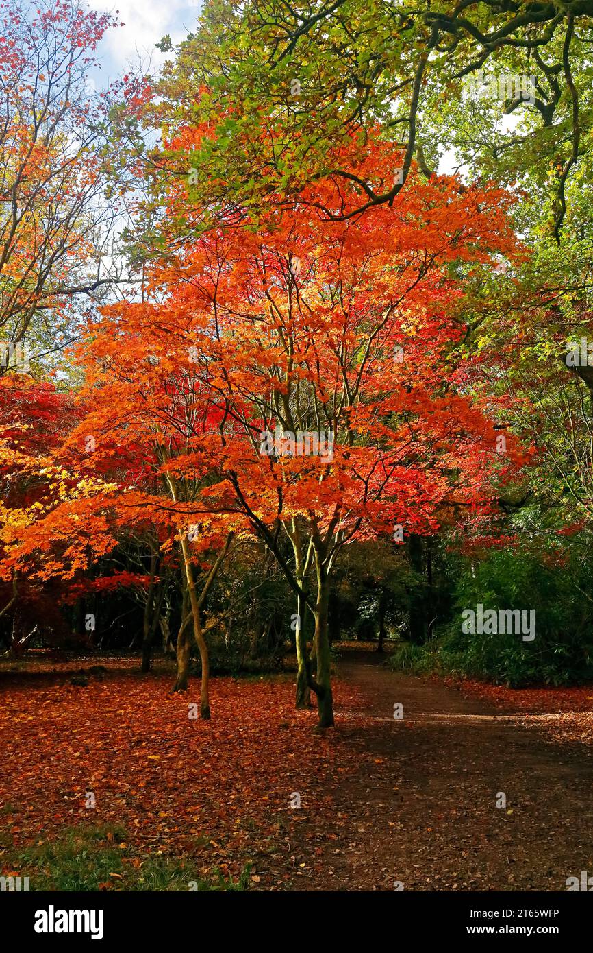 Autumn scene at Parc Cefn Onn,/ Cefn Onn Country Park, Lisvane, near ...