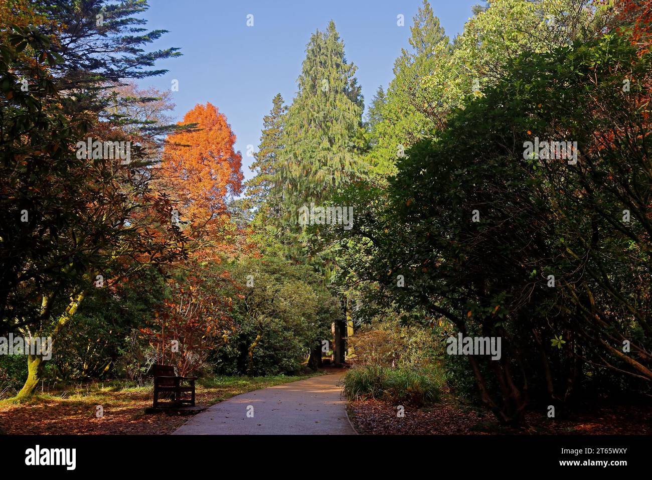 Autumn scene at Parc Cefn Onn,/ Cefn Onn Country Park, Lisvane, near ...