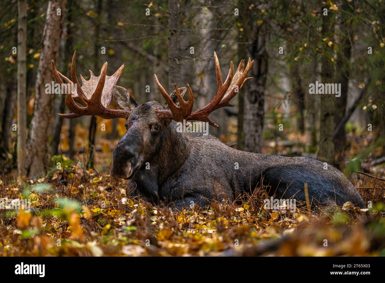Monster moose hi-res stock photography and images - Alamy