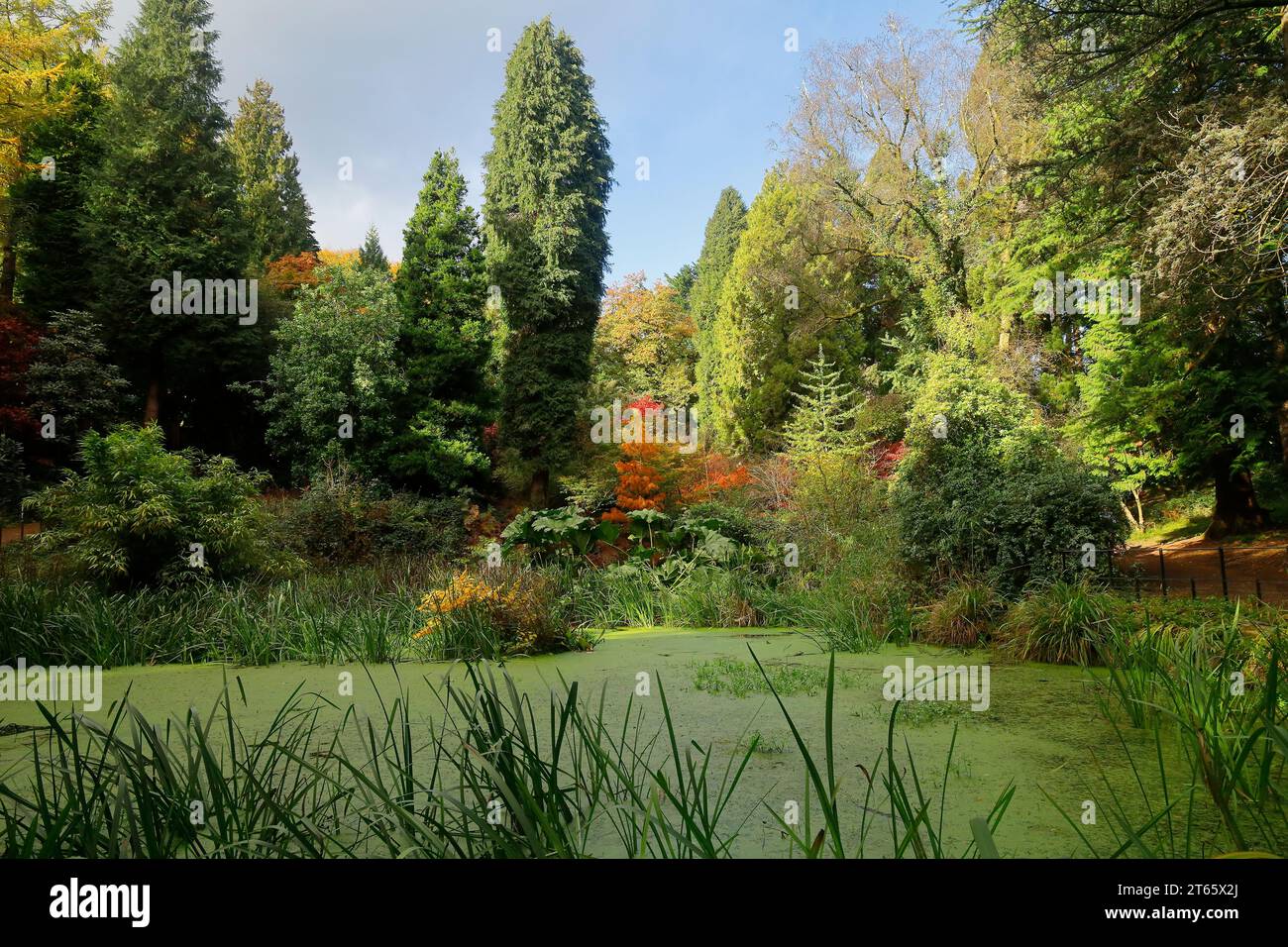 Autumn scene at Parc Cefn Onn,/ Cefn Onn Country Park, Lisvane, near ...