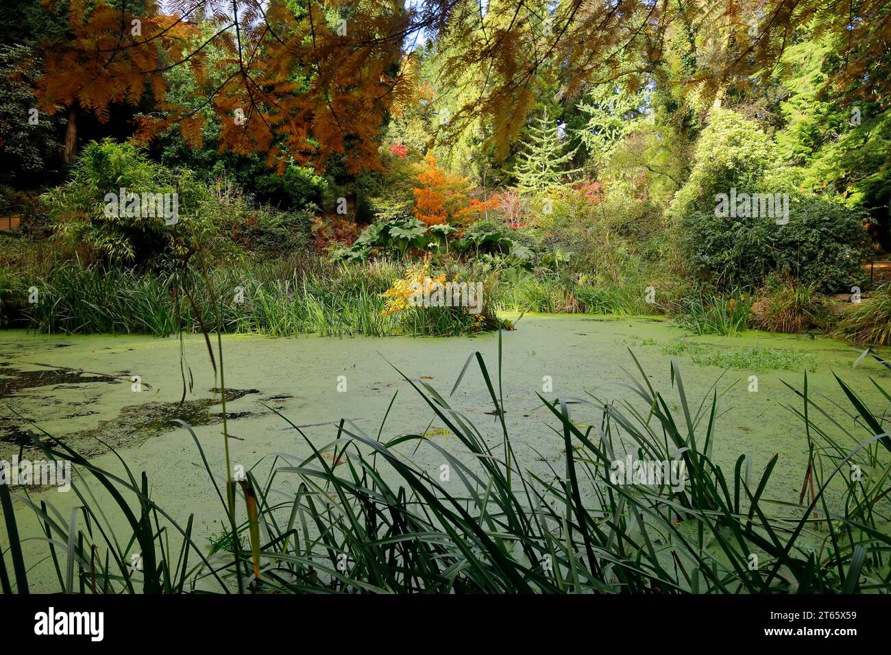 Autumn scene at Parc Cefn Onn,/ Cefn Onn Country Park, Lisvane, near ...