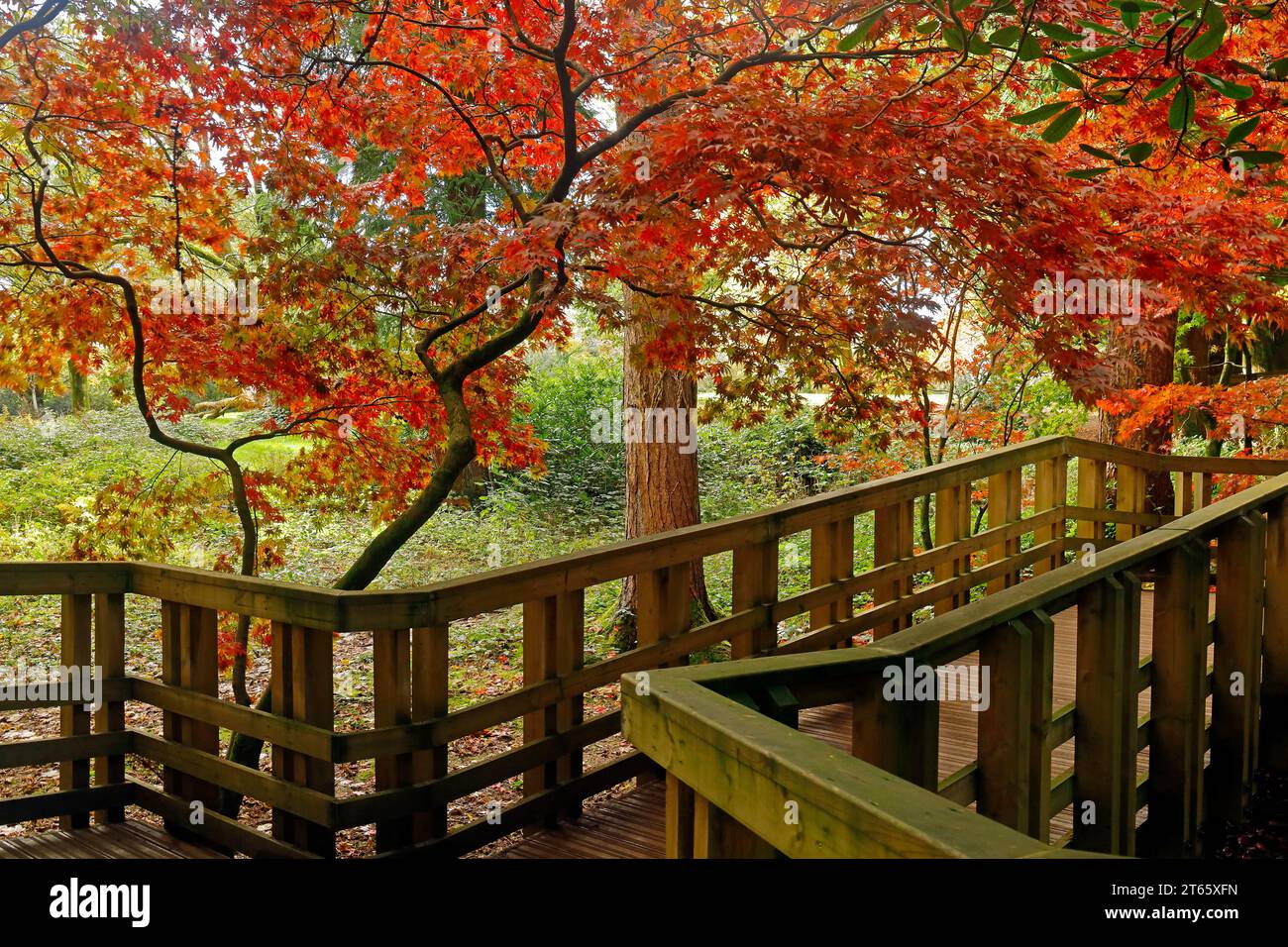 Stunning autumn colours and attractive oriental style features at Cefn ...