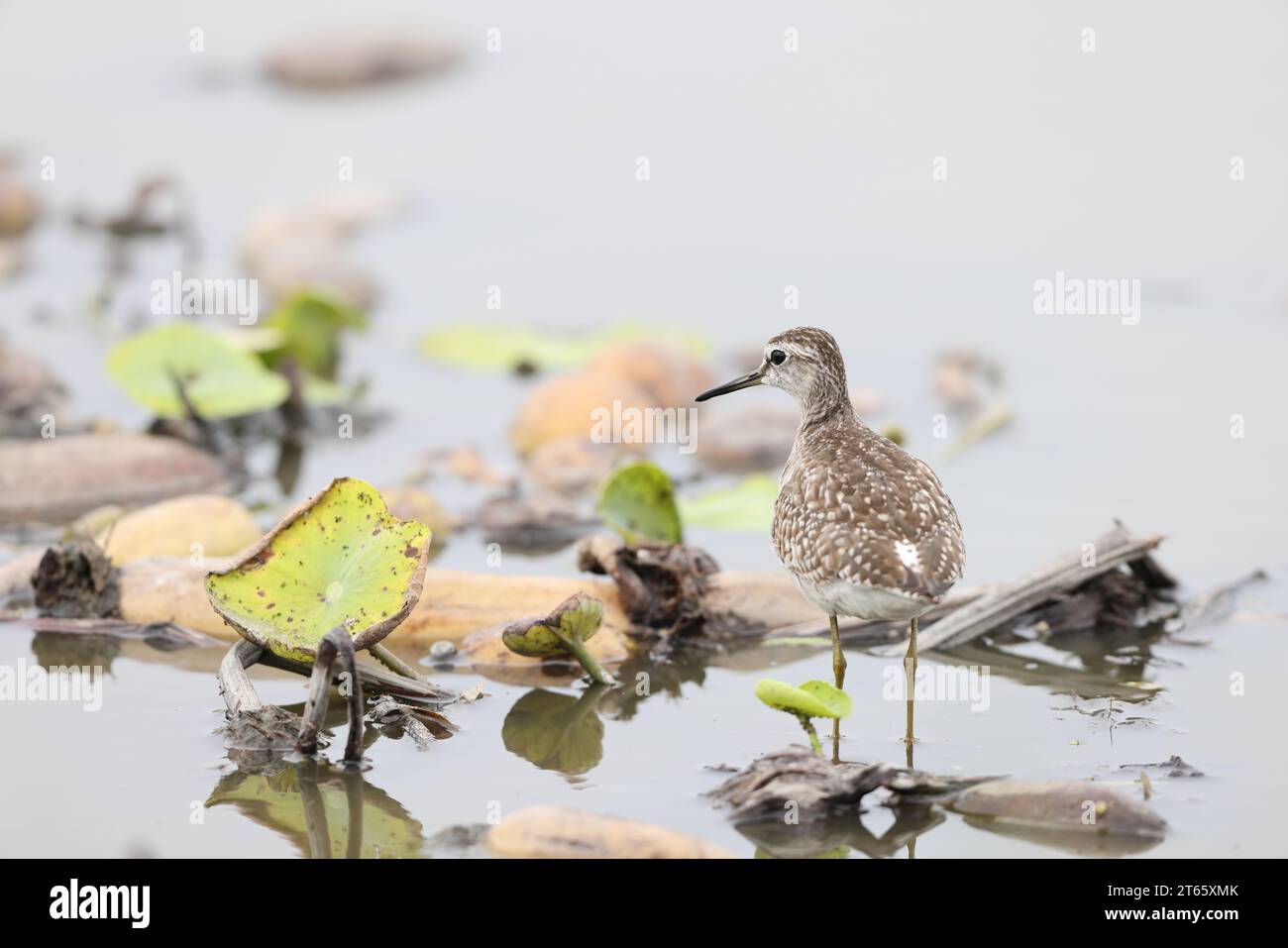 The wood sandpiper (Tringa glareola) is a small wader. This Eurasian ...