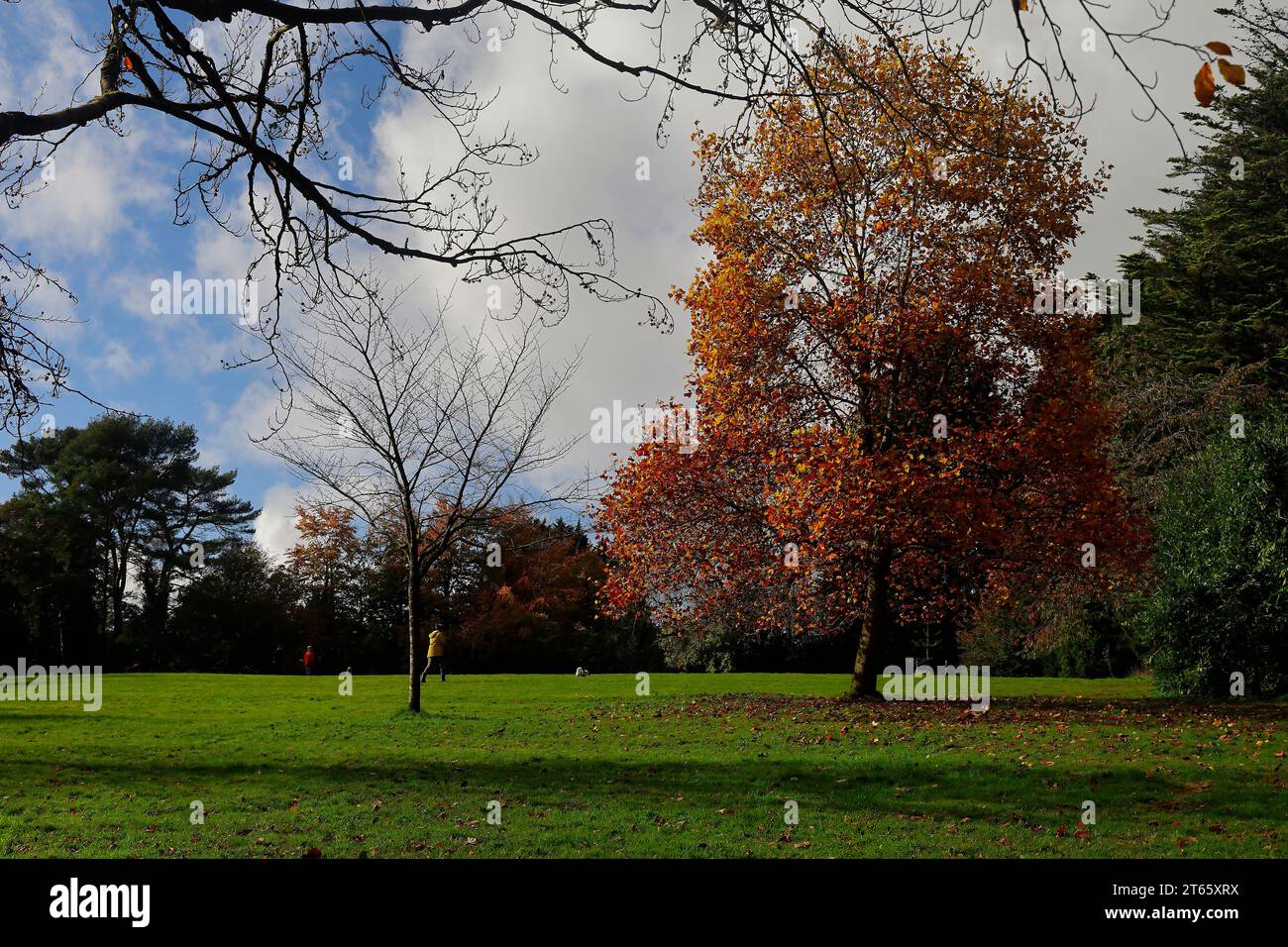 Autumn scene at Parc Cefn Onn,/ Cefn Onn Country Park, Lisvane, near ...