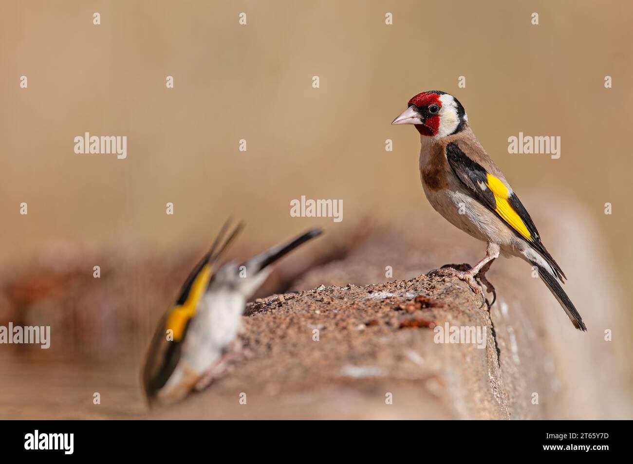 The European goldfinch, on a concrete floor. Latin name Carduelis ...