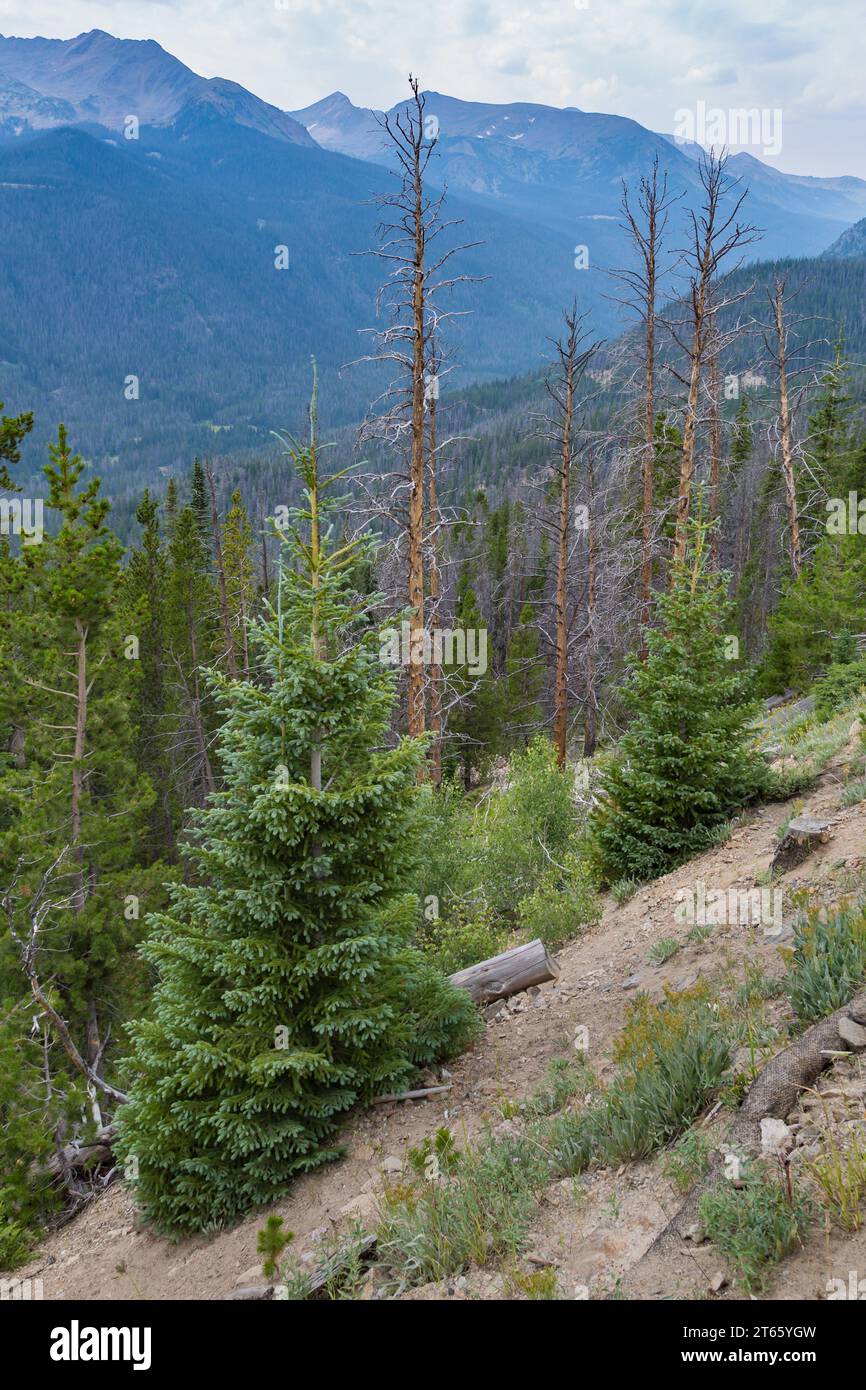Live and dead pine trees on a steep slope at Rocky Mountain National ...