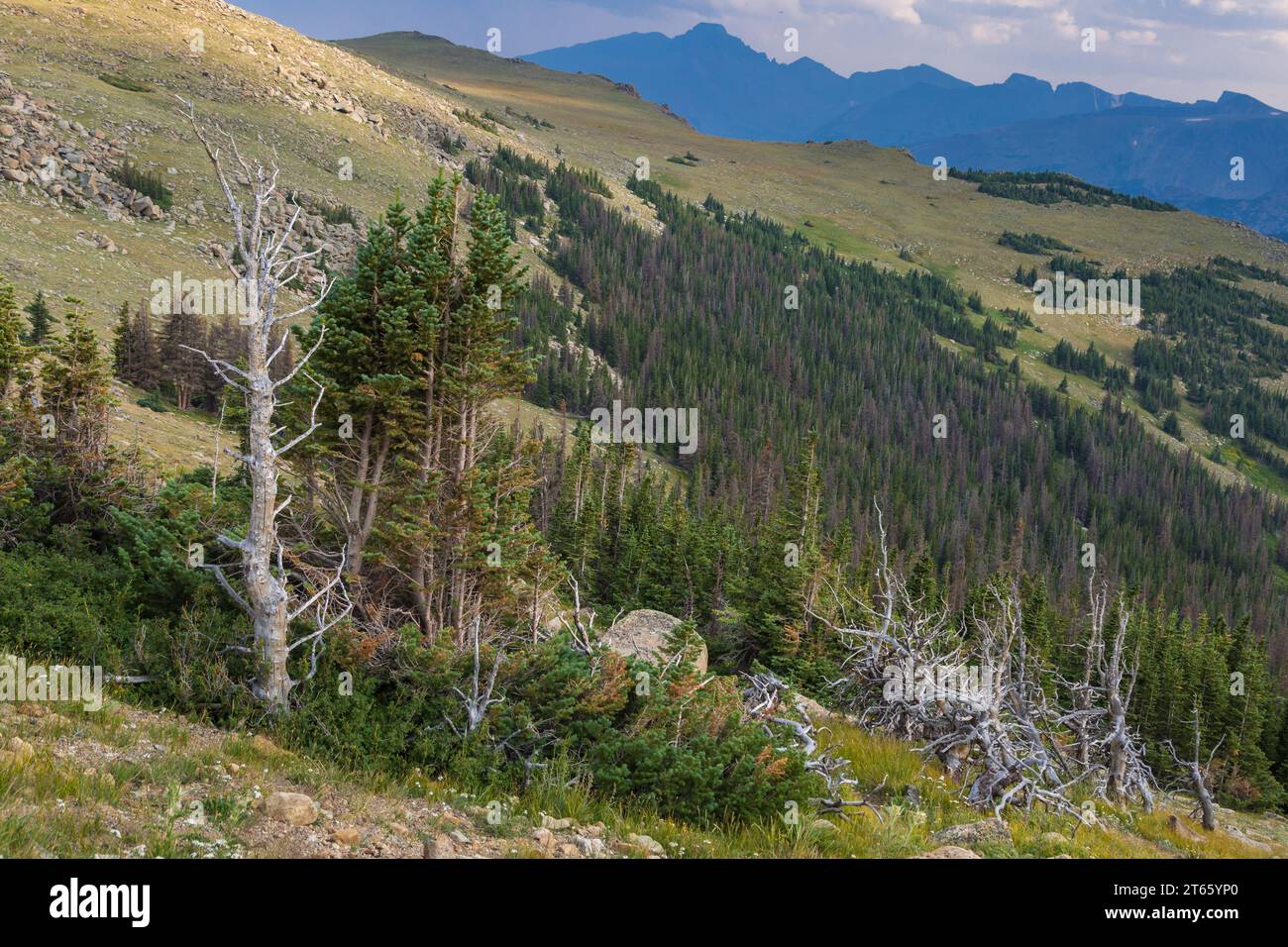 Live and dead pine trees on a steep slope at Rocky Mountain National ...