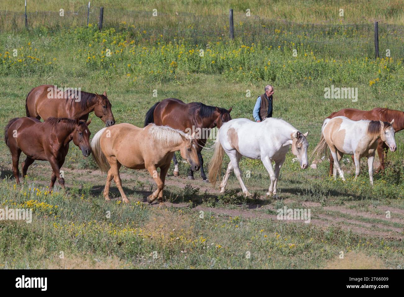 Old cowboy turning horses out to pasture at Terry Bison Ranch near ...