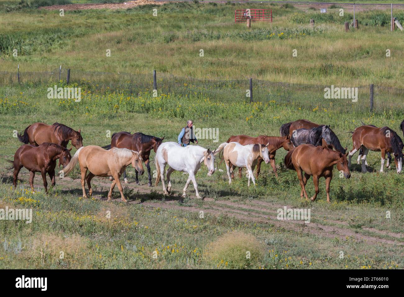 Old cowboy turning horses out to pasture at Terry Bison Ranch near ...