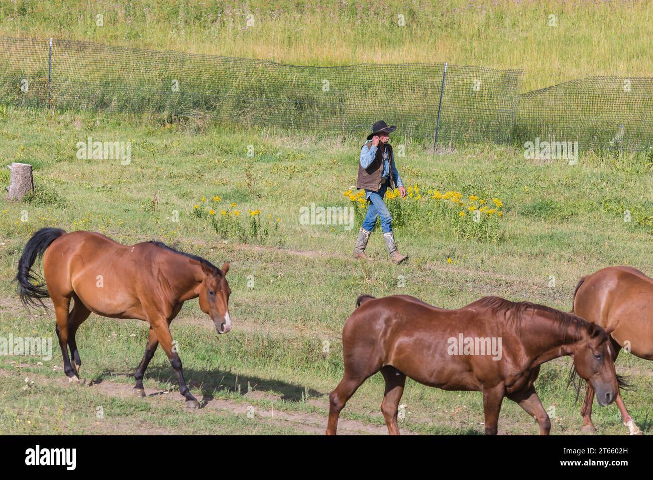 Old cowboy turning horses out to pasture at Terry Bison Ranch near Cheyenne, Wyoming Stock Photo ...