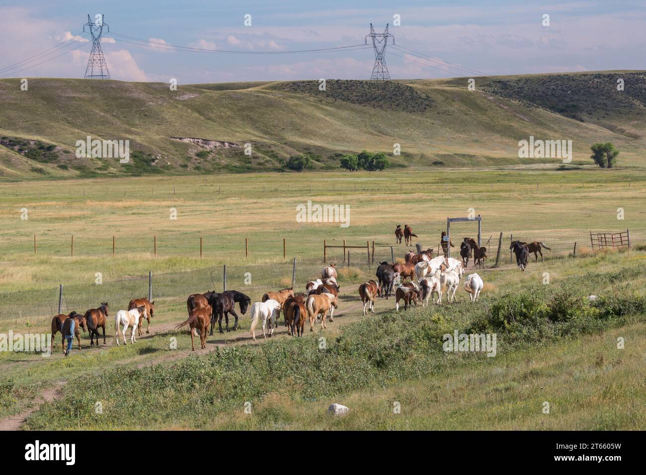Old cowboy turning horses out to pasture at Terry Bison Ranch near ...