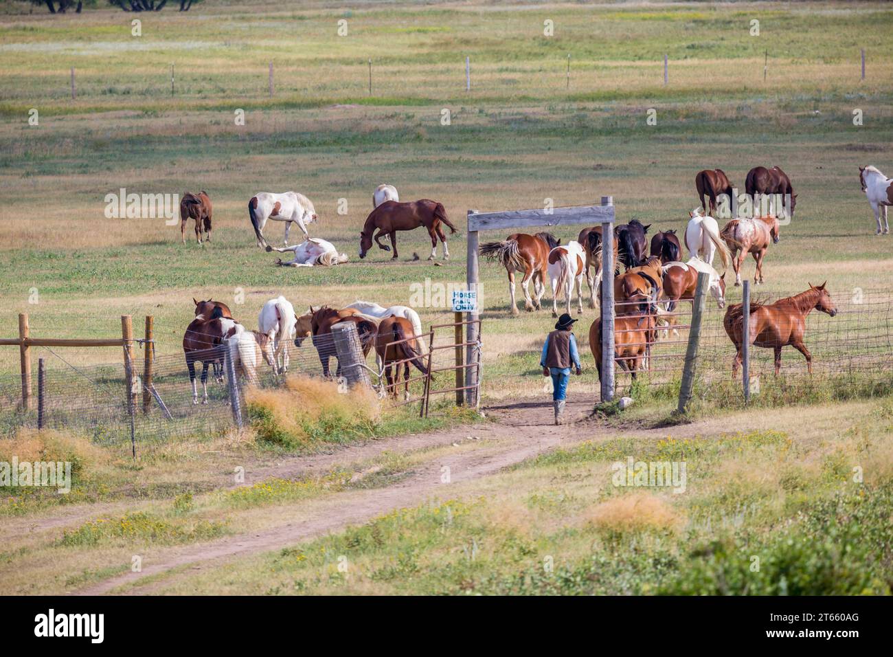 Old cowboy turning horses out to pasture at Terry Bison Ranch near ...