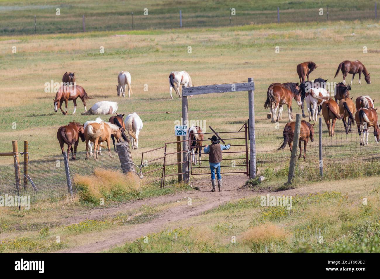 Old cowboy turning horses out to pasture at Terry Bison Ranch near ...