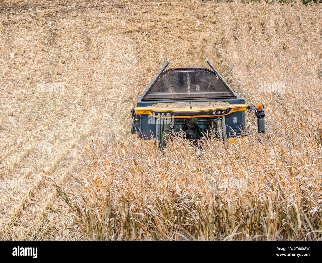 Sweetcorn harvesting with reaping machine harvester Stock Photo - Alamy