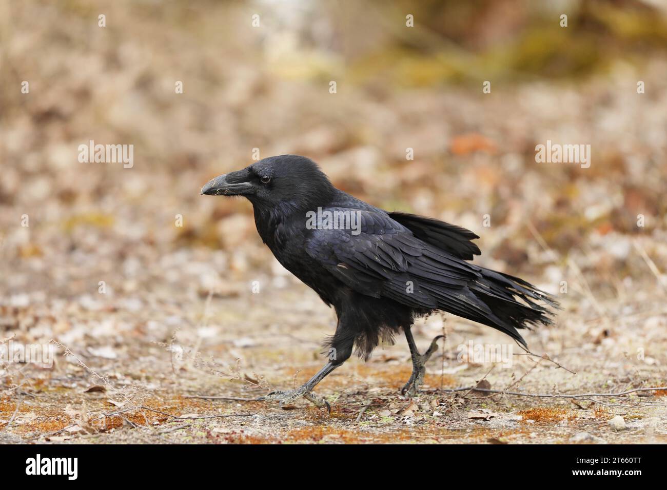 The common raven Corvus corax, also known as the northern raven, autumn ...