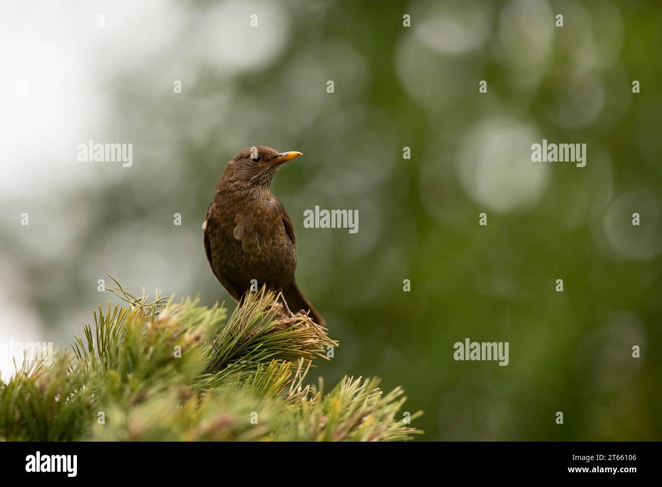 Common eurasian blactbird (Turdus merula) in nature habitat. Passerine ...