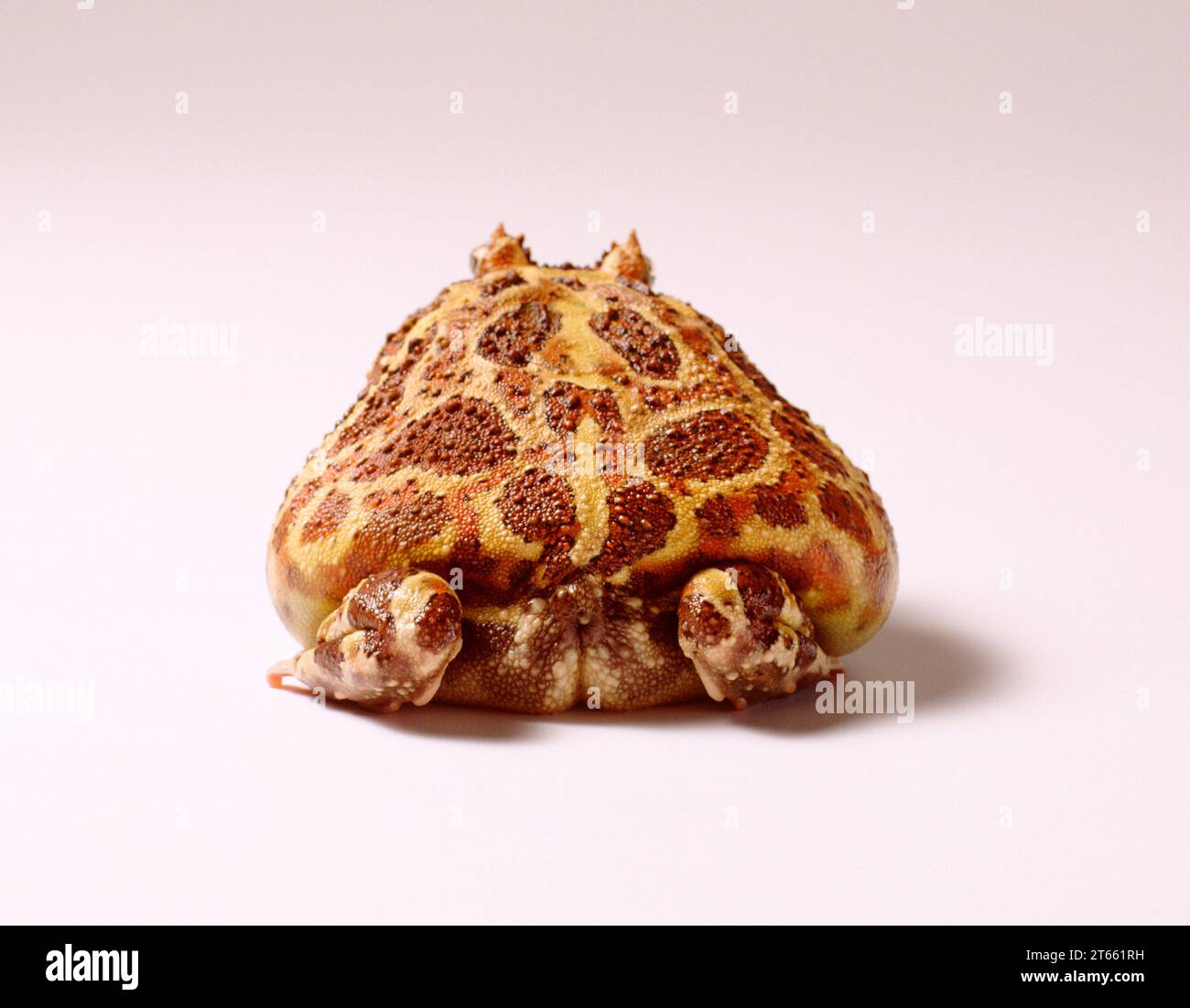 Argentine horned frog, rear view in studio on white background Stock ...
