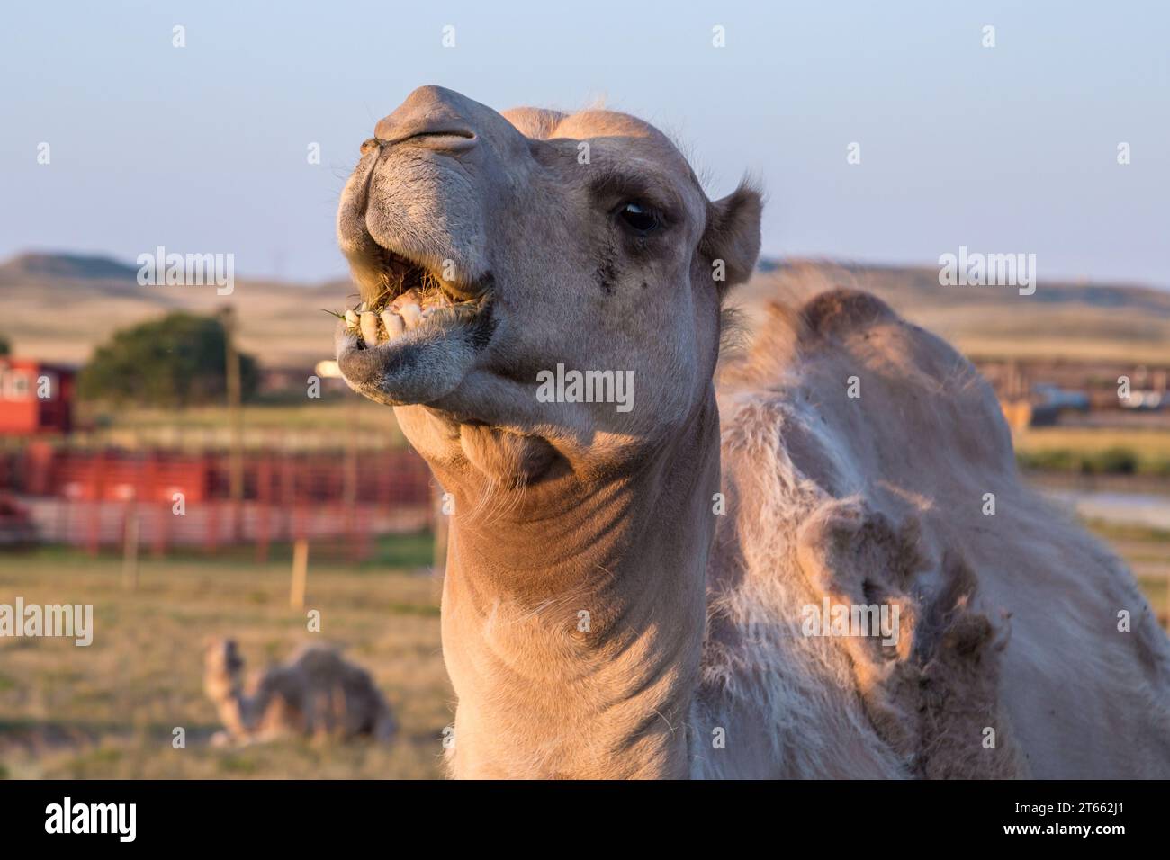 Close up of a Dromedary camel (Camelus dromedaries) eating grasses in a ...