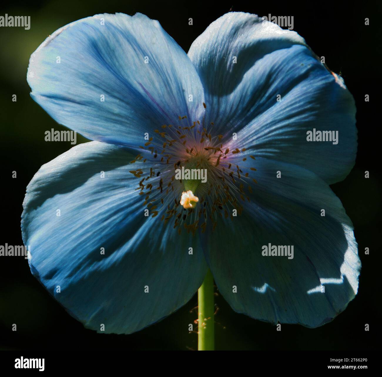 Backlit Himalayan poppy Stock Photo - Alamy