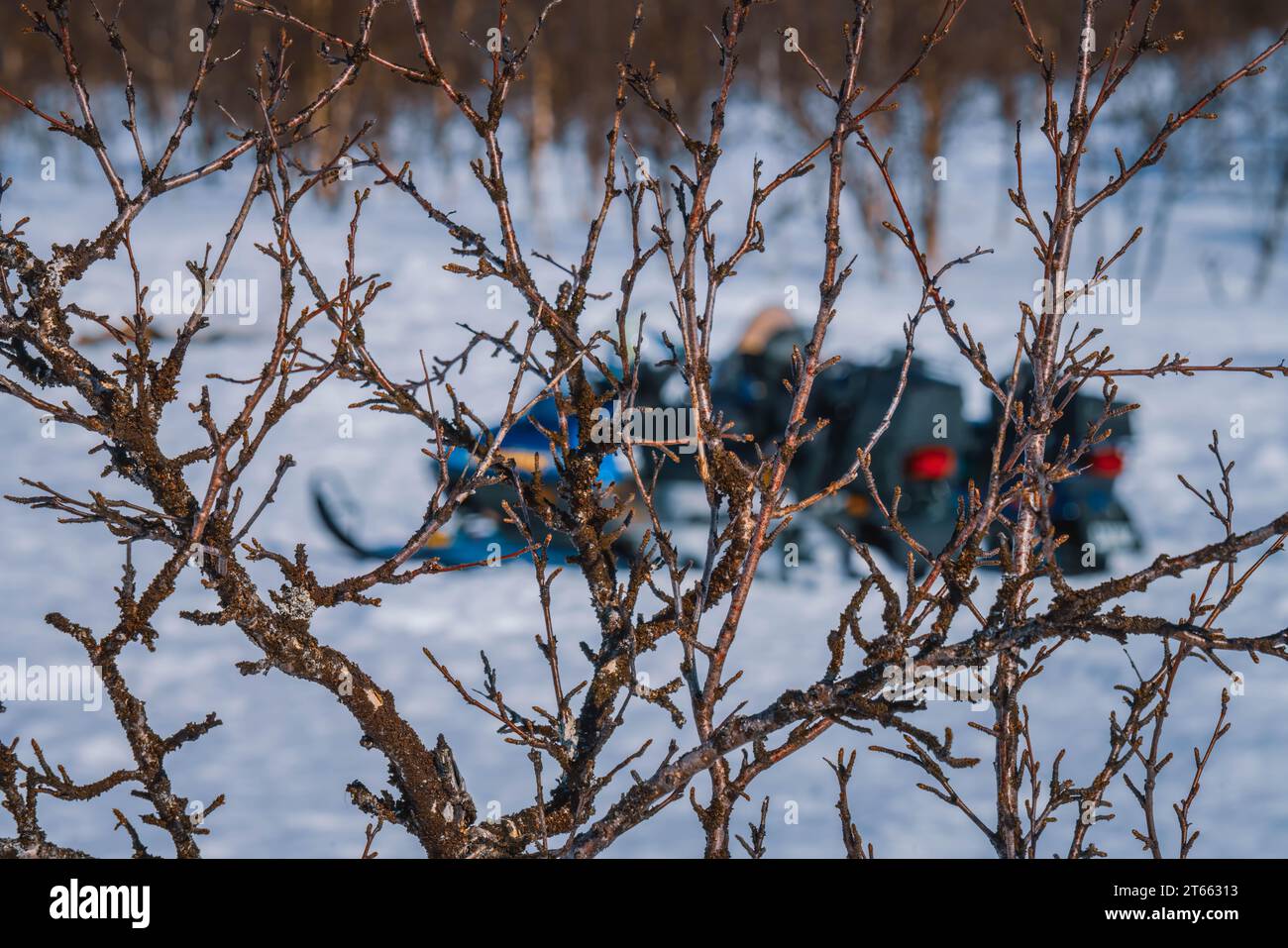 Very close up photo on mountain wild birch branches with blurry snow ...