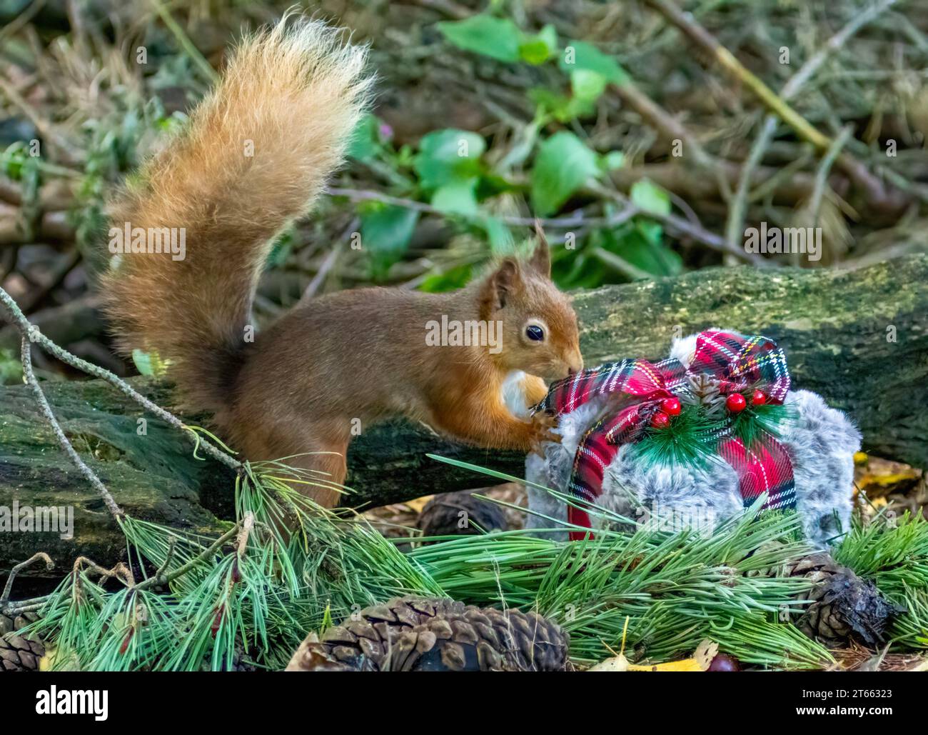 Curious little scottish red squirrel finding a Christmas present from ...