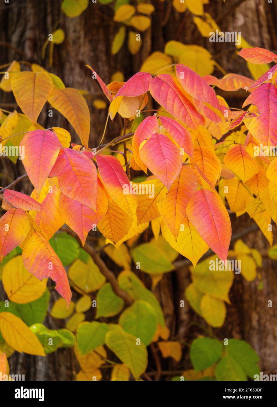 Poison ivy (Toxicodendron radicans) fall foliage color. Can cause ...