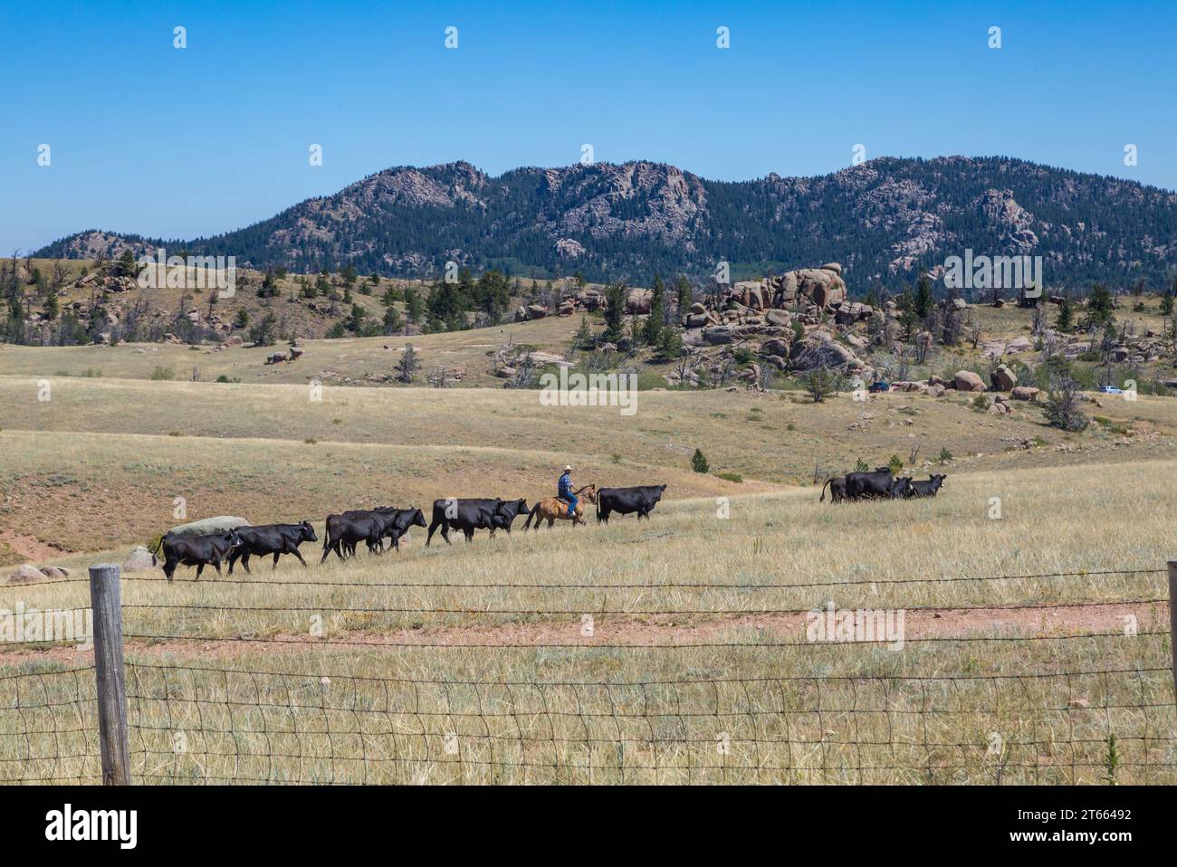 Cowboy driving cattle through a field near the Vedauwoo Recreation Area ...