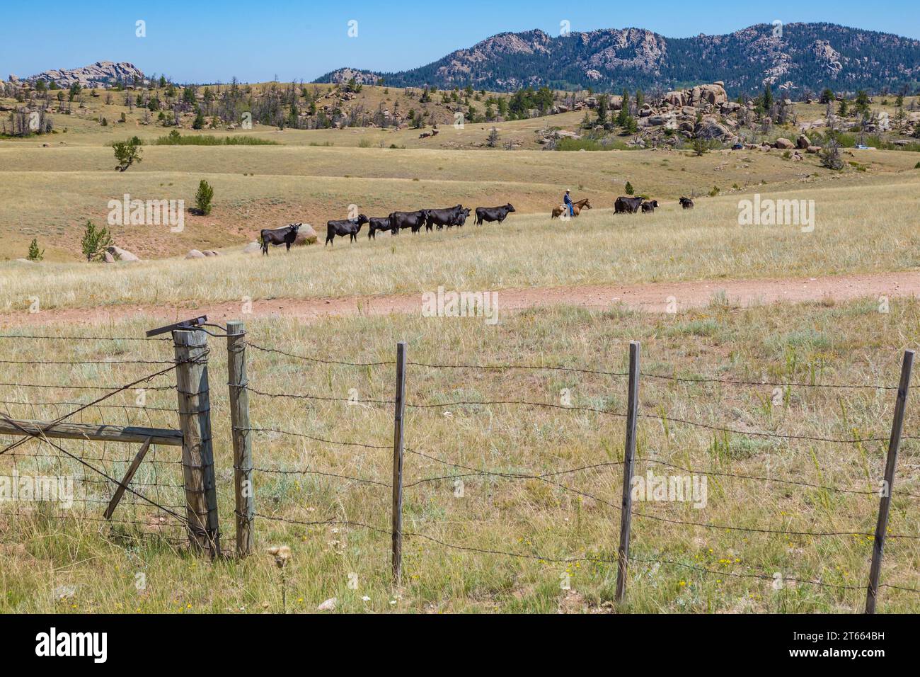 Cowboy driving cattle through a field near the Vedauwoo Recreation Area ...