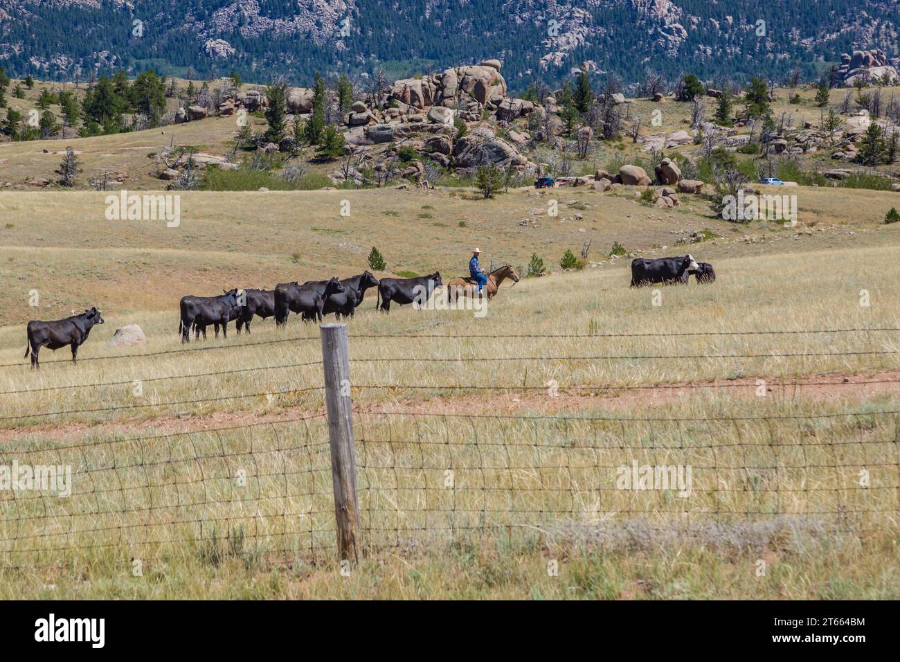 Cowboy driving cattle through a field near the Vedauwoo Recreation Area ...