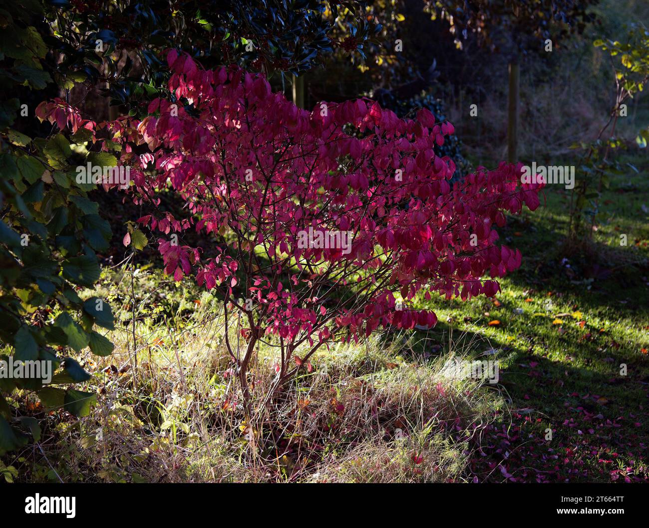 Native spindle tree hi-res stock photography and images - Alamy